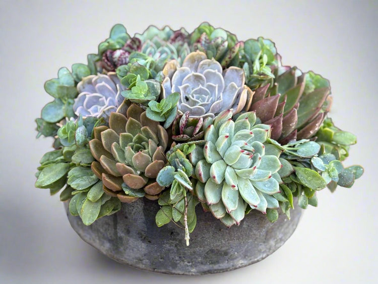 PLANT THIS Palm Springs | Cacti, Succulents, Staghorn, Bespoke Pots