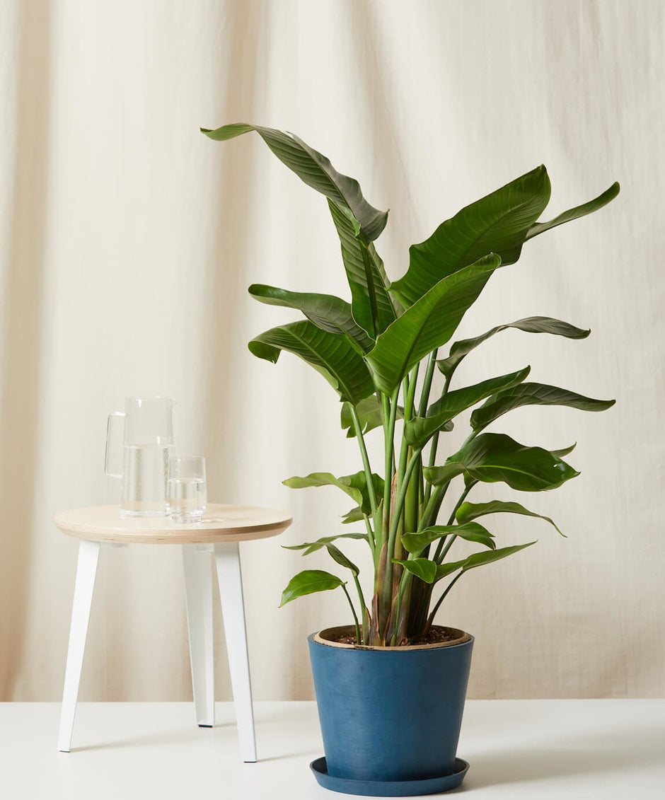 PLANT THIS Palm Springs | Cacti, Succulents, Staghorn, Bespoke Pots