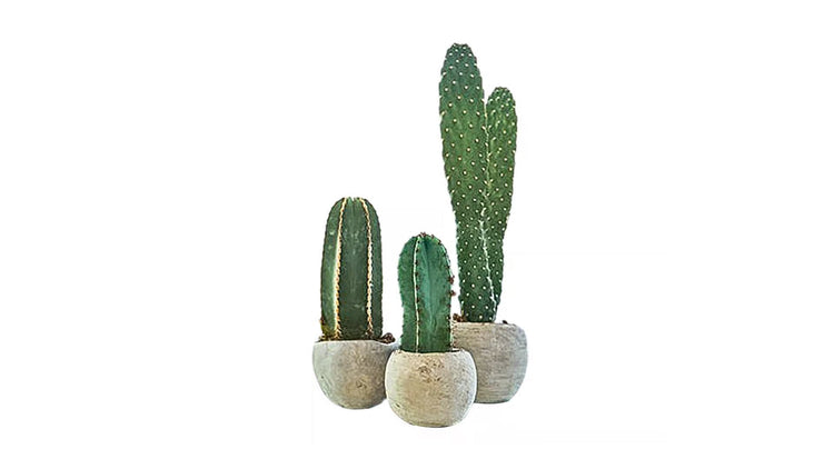 PLANT THIS Palm Springs | Cacti, Succulents, Staghorn, Bespoke Pots