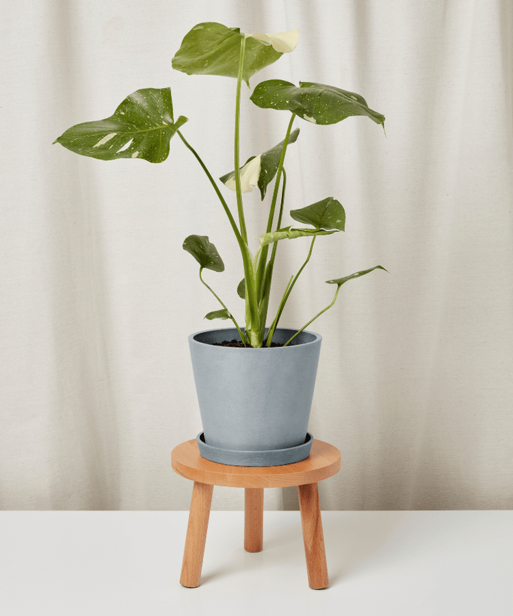 PLANT THIS Palm Springs | Cacti, Succulents, Staghorn, Bespoke Pots